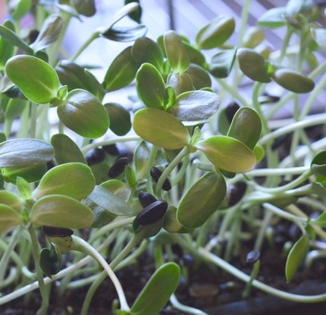 How to Grow Sprouts the Easy Way