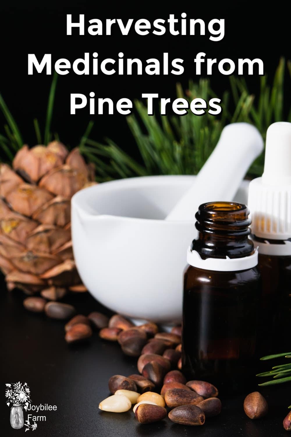Harvesting Medicinals from Pine Trees - Joybilee® Farm | DIY | Herbs ...