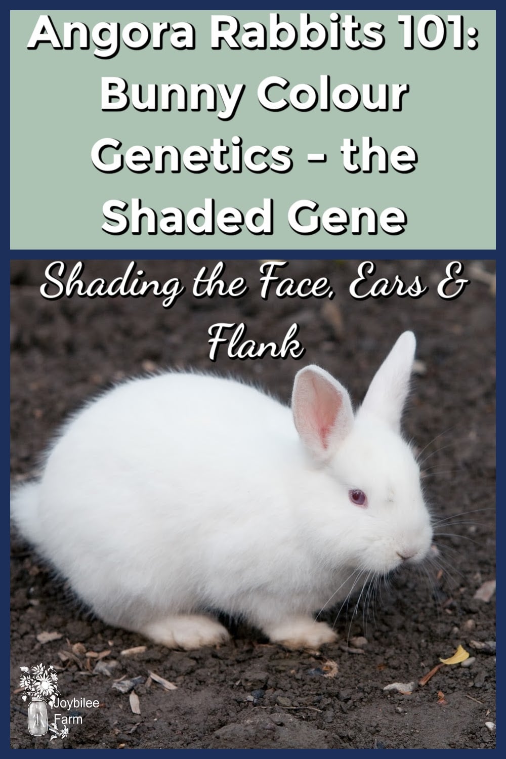 Angora Rabbits 101: Bunny Colour Genetics Part 3, the Shaded Genes ...