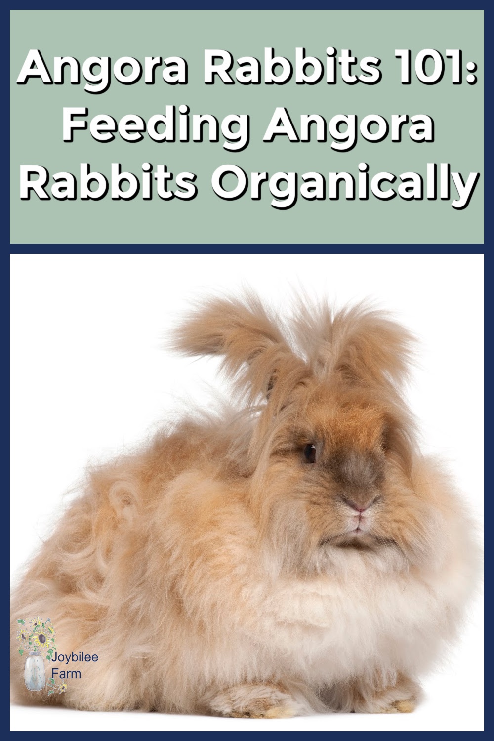 Angora Rabbits 101: Feeding Angora Rabbits Organically - Joybilee® Farm ...