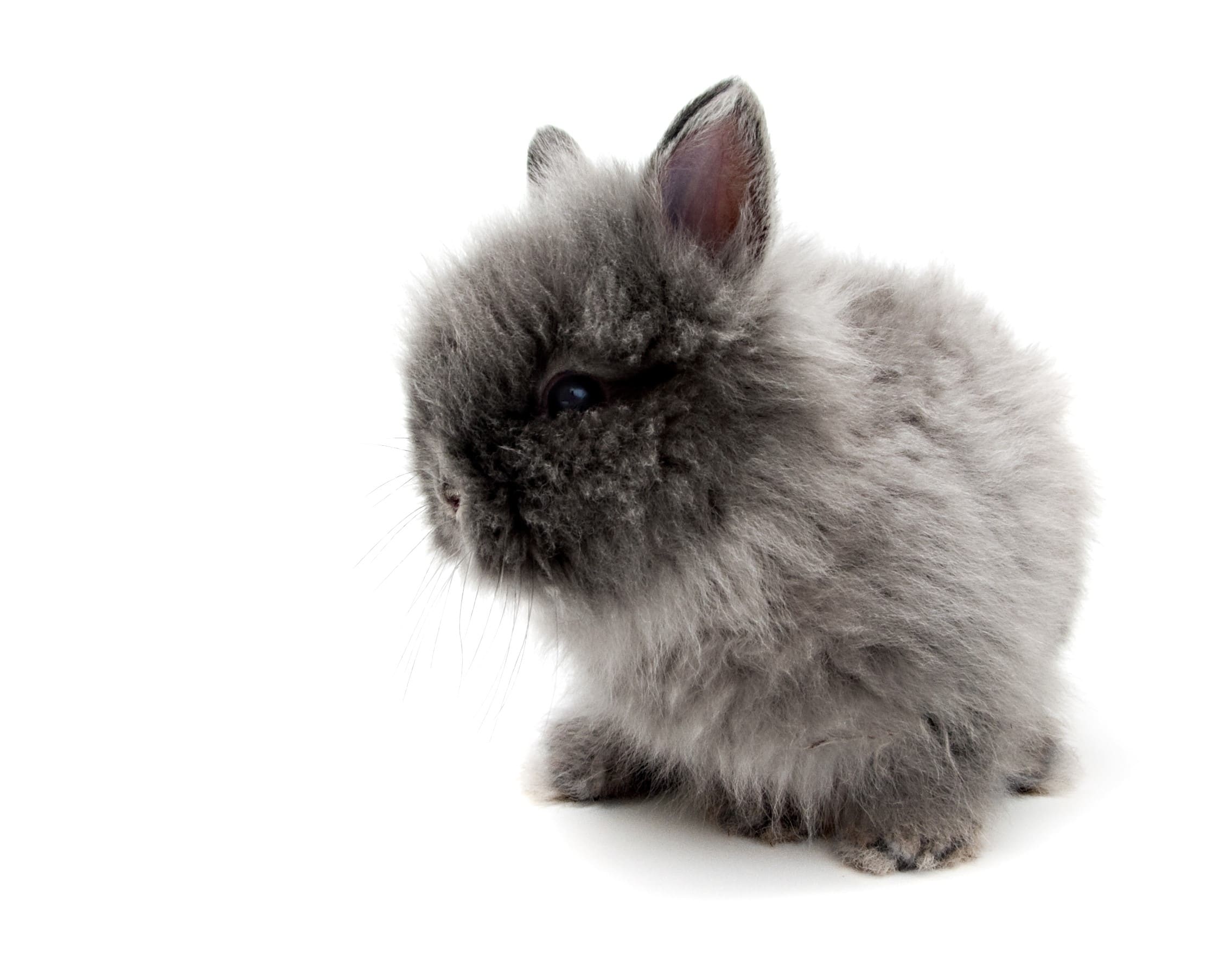 Understanding Angora Bunny Genetics When You Want To Breed for Colour ...