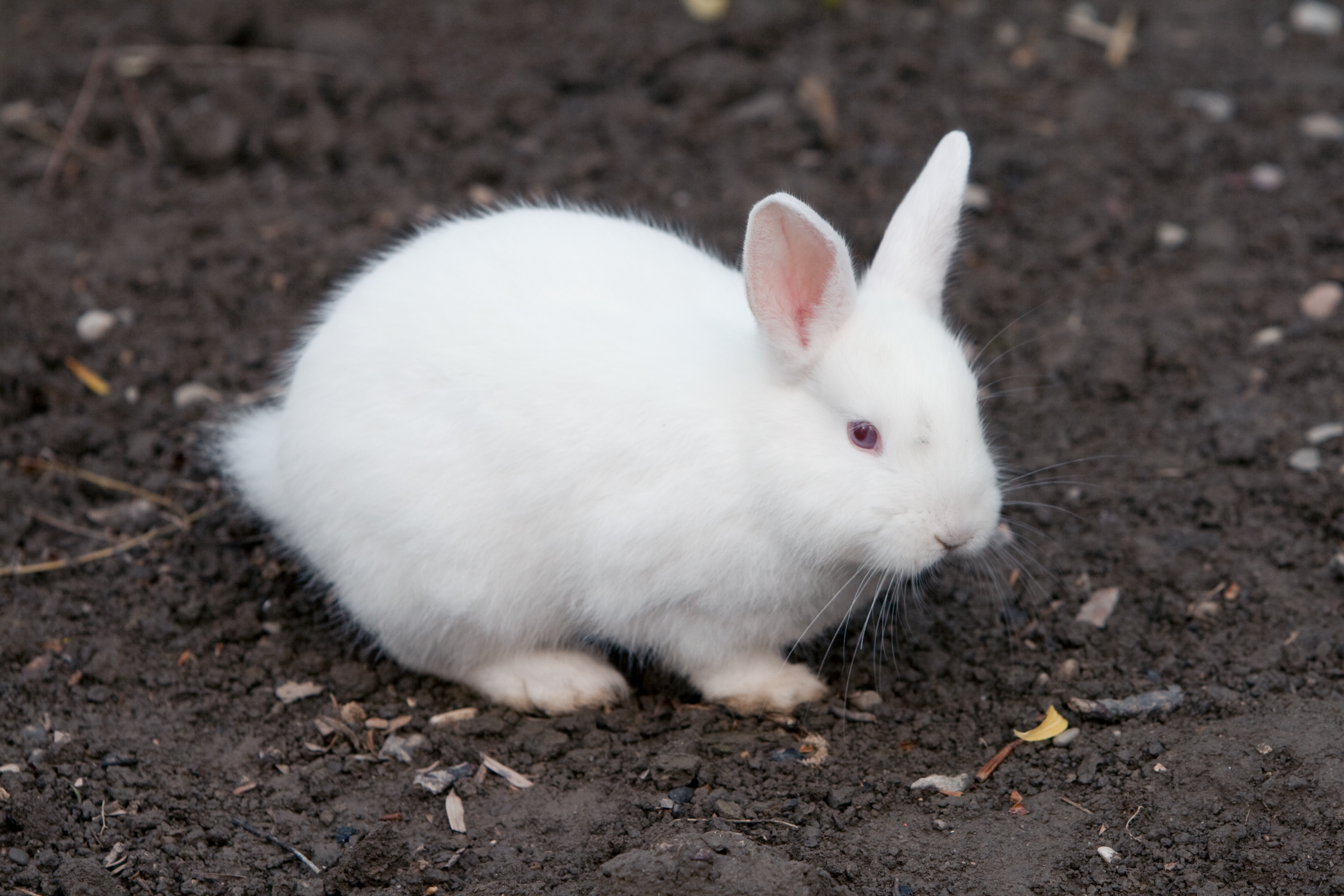 Angora Rabbits 101: Bunny Colour Genetics Part 3, the Shaded Genes ...