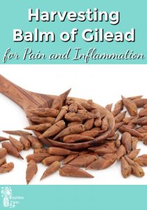 Harvesting Balm of Gilead for Pain and Inflammation