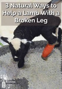 3 Natural Ways to Help a Lamb With a Broken Leg - Joybilee® Farm | DIY ...