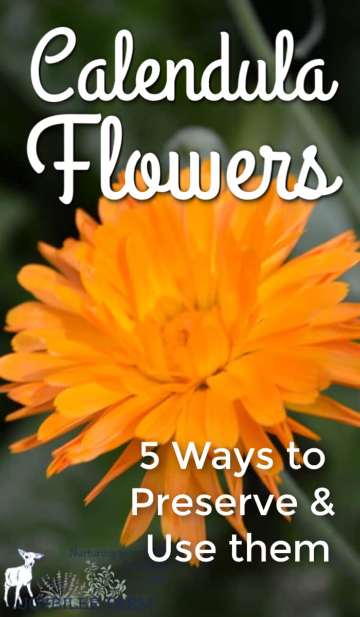 5 Ways to Preserve and Use Calendula Flowers - Joybilee® Farm | DIY ...