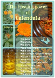 5 Ways to Preserve and Use Calendula Flowers - Joybilee® Farm | DIY ...