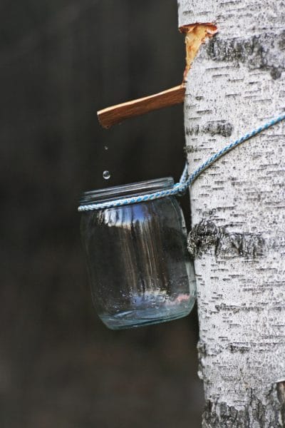 Make Birch Syrup at Home, With This Step By Step Guide