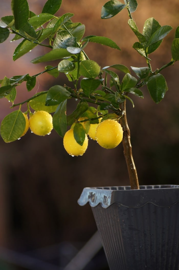 Grow a Meyer Lemon Tree from Seed