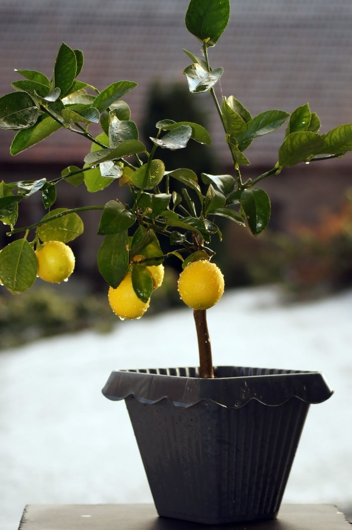 Grow a Meyer Lemon Tree from Seed