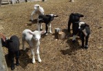 Helping with birth complications in sheep and goats