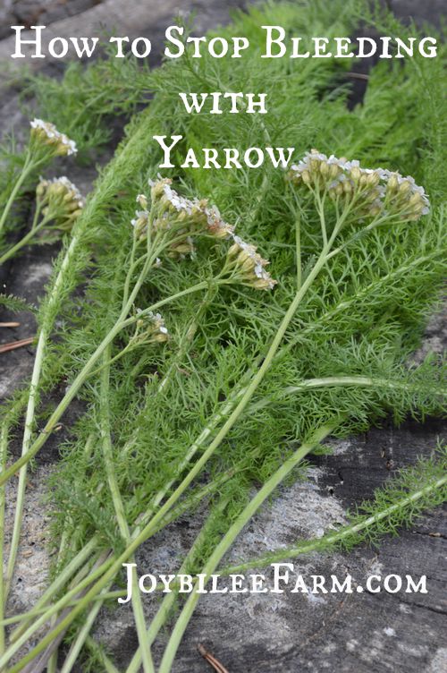 How to Stop Bleeding with Yarrow Styptic - Joybilee Farm