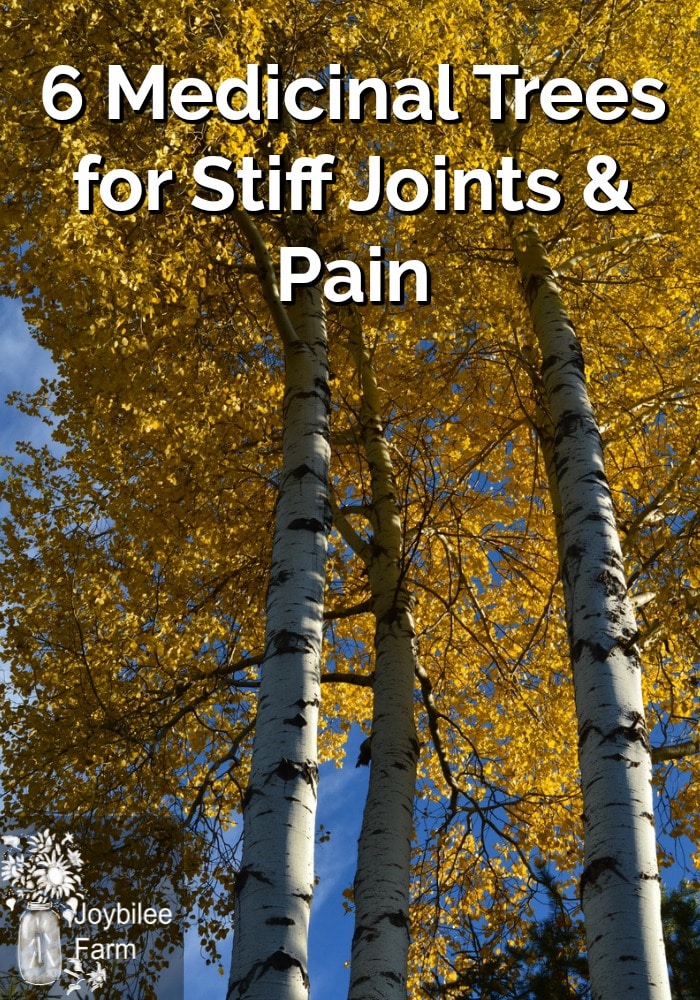 6 Medicinal Trees for Stiff Joints and Pain - Joybilee® Farm | DIY ...