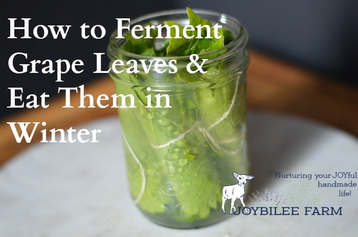 How to Ferment Grape Leaves - Joybilee® Farm | DIY | Herbs | Gardening