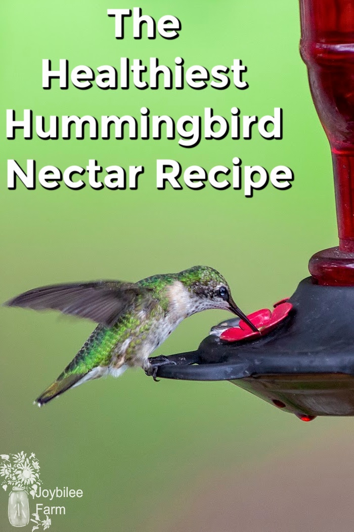 The Healthiest Hummingbird Nectar Recipe