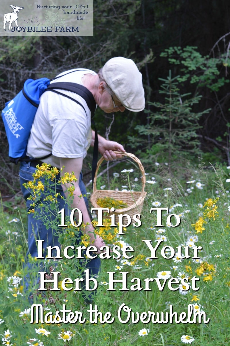 10 Tips To Increase Your Herb Harvest and Master the Overwhelm