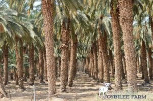 How to Grow a Date Tree from a Date Seed - Joybilee® Farm | DIY | Herbs ...