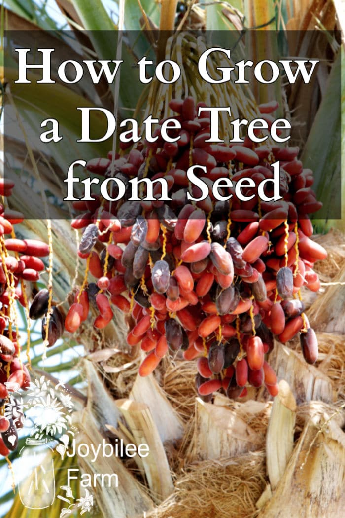 How to Grow a Date Tree from a Date Seed - Joybilee® Farm | DIY | Herbs ...