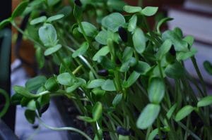 Grow Sunflower Sprouts in Just 12 Days for Nutritious Microgreens