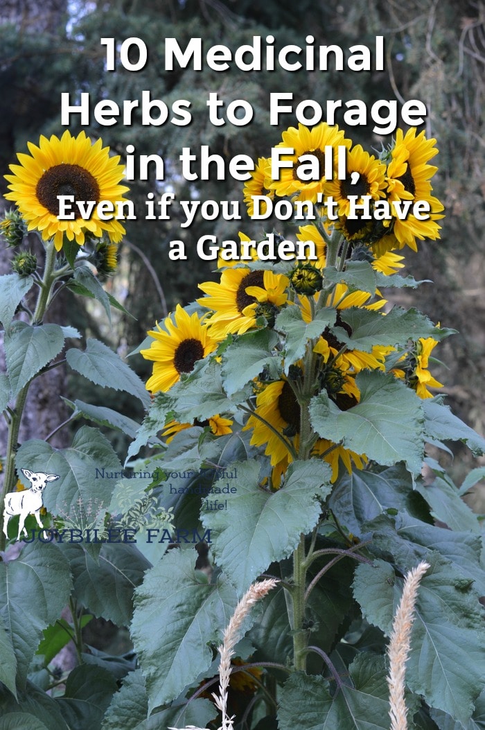 Ten Medicinal Herbs you can Forage in the Fall: Even Without a Garden