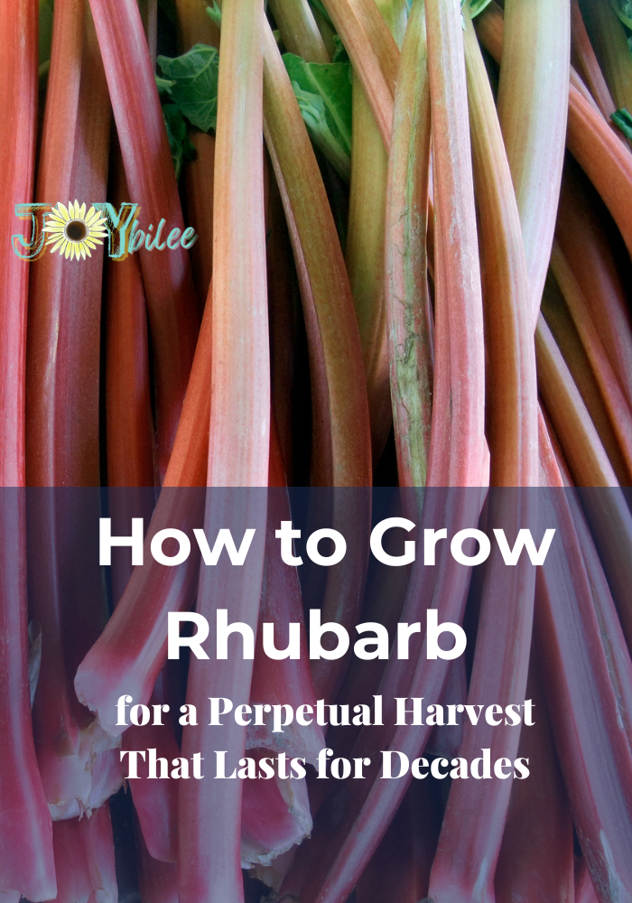 How to Grow Rhubarb for a Perpetual Harvest That Lasts for Decades ...