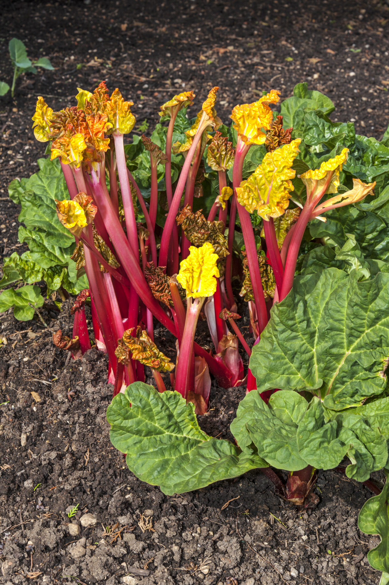 How to Grow Rhubarb for a Perpetual Harvest That Lasts for Decades ...