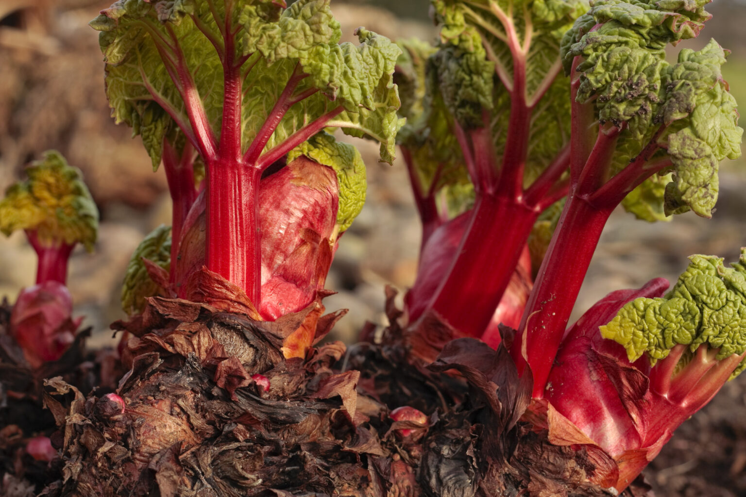 How to Grow Rhubarb for a Perpetual Harvest That Lasts for Decades ...