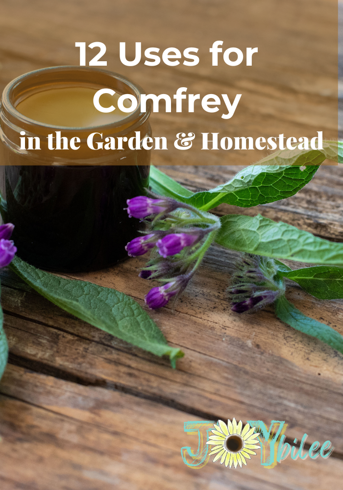 12 Uses for Comfrey Plants in the Garden and Homestead
