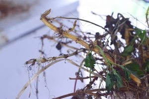 Stinging Nettle Remedies for Hayfever and Inflammation