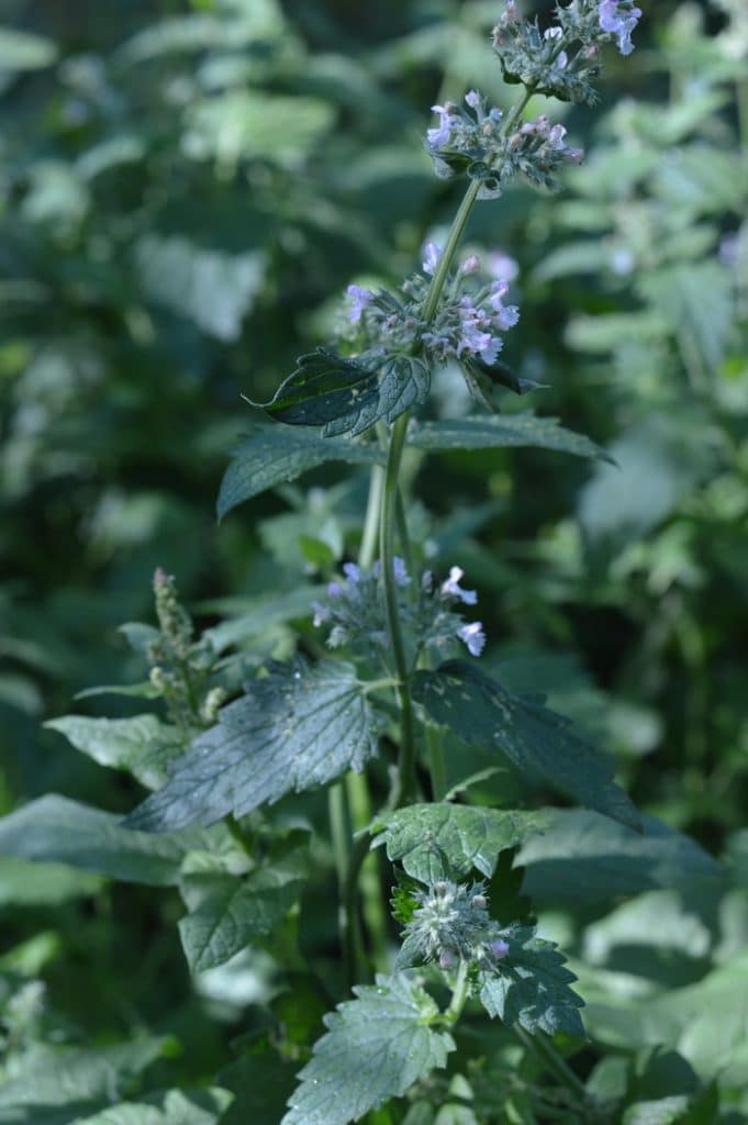 Growing Catnip and Using It for the Anxious Child - Joybilee® Farm ...