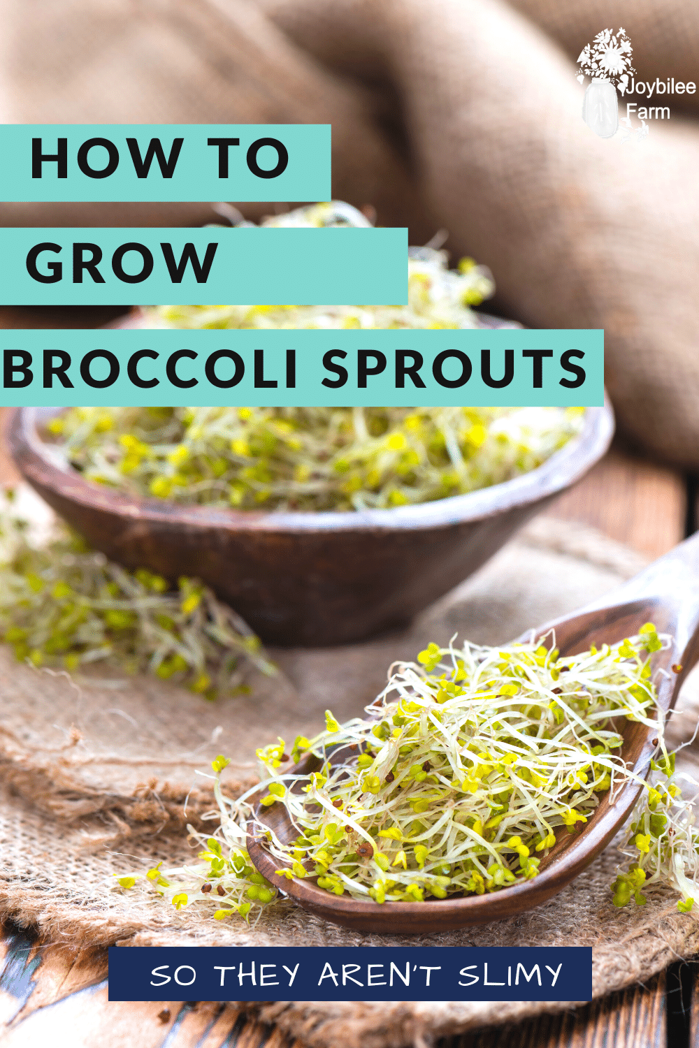 How to Grow Broccoli Sprouts So They Aren’t Slimy