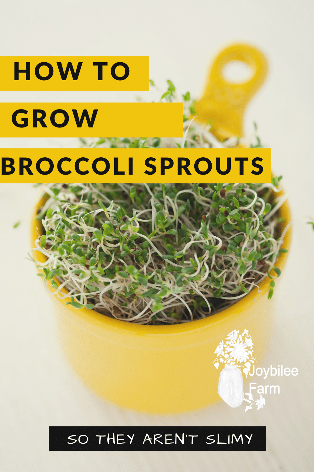 How to Grow Broccoli Sprouts So They Aren’t Slimy