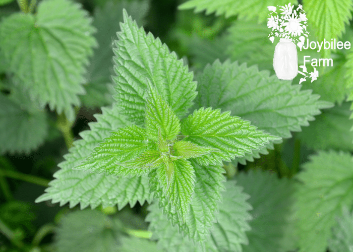 Spring Tonic Herbs to Gather and Share - Joybilee Farm