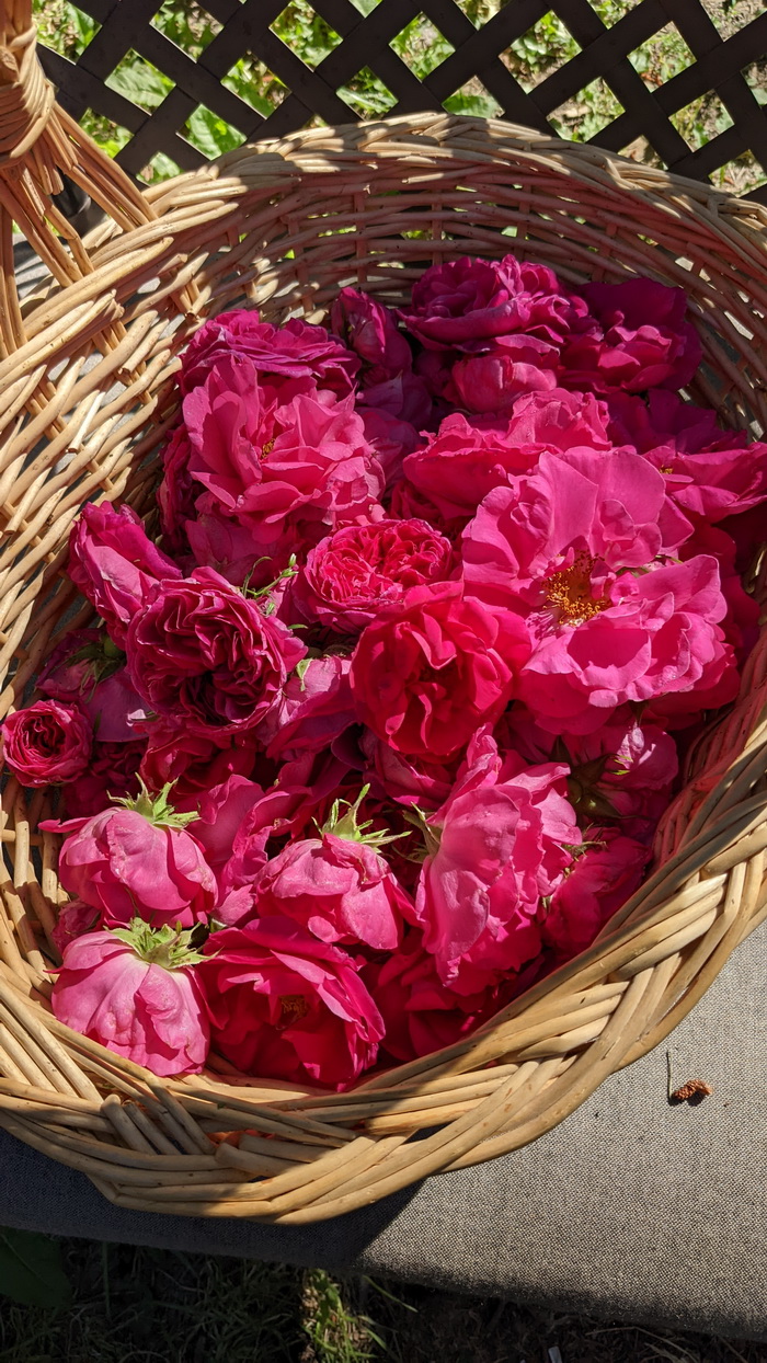 Easy Rose Jam for Canning, With Just 4 Ingredients