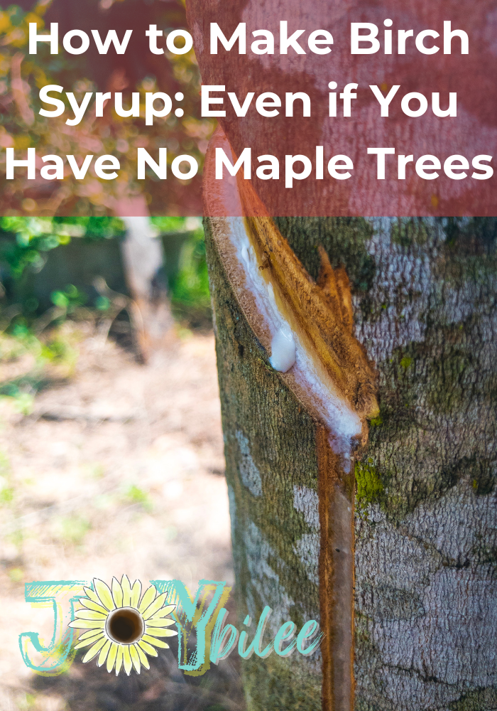 Make Birch Syrup at Home, With This Step By Step Guide
